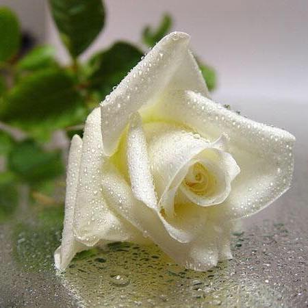 Valge Roos Ilusalong – Ello.ee